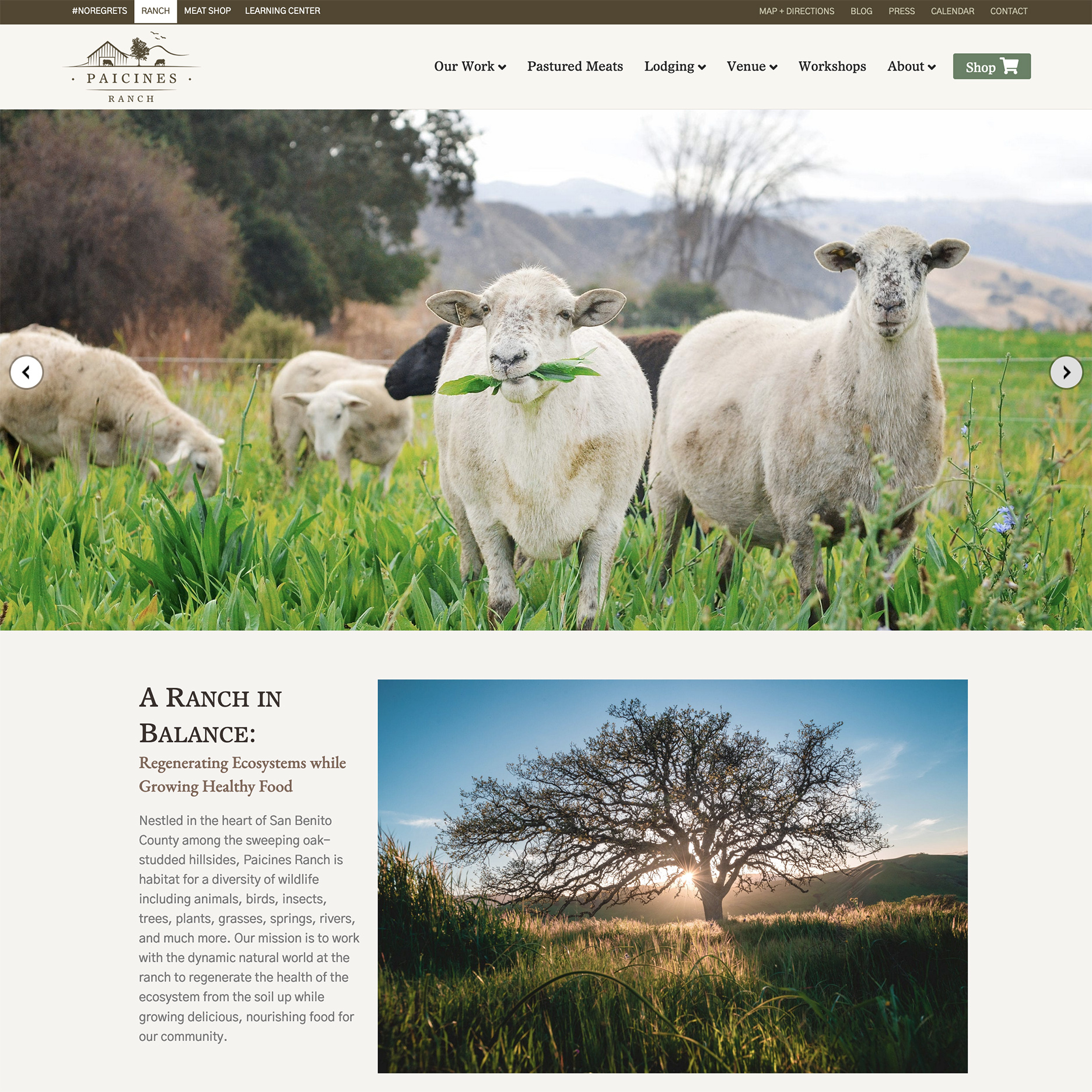 Portfolio | Chasing Chickadees Photography